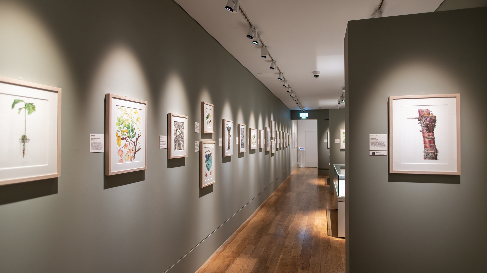 The Young Botanical Artist Competition