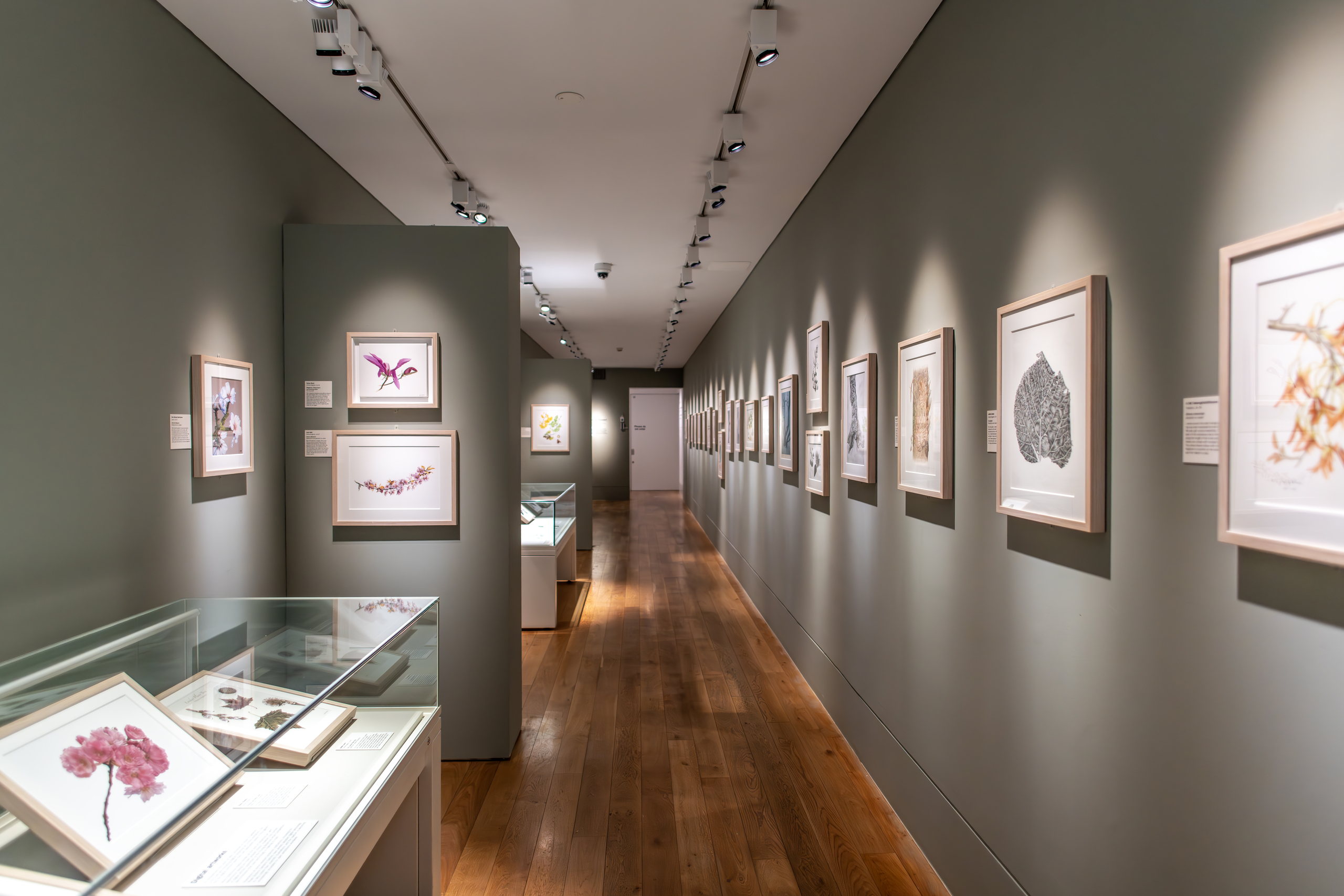 The Young Botanical Artist Competition