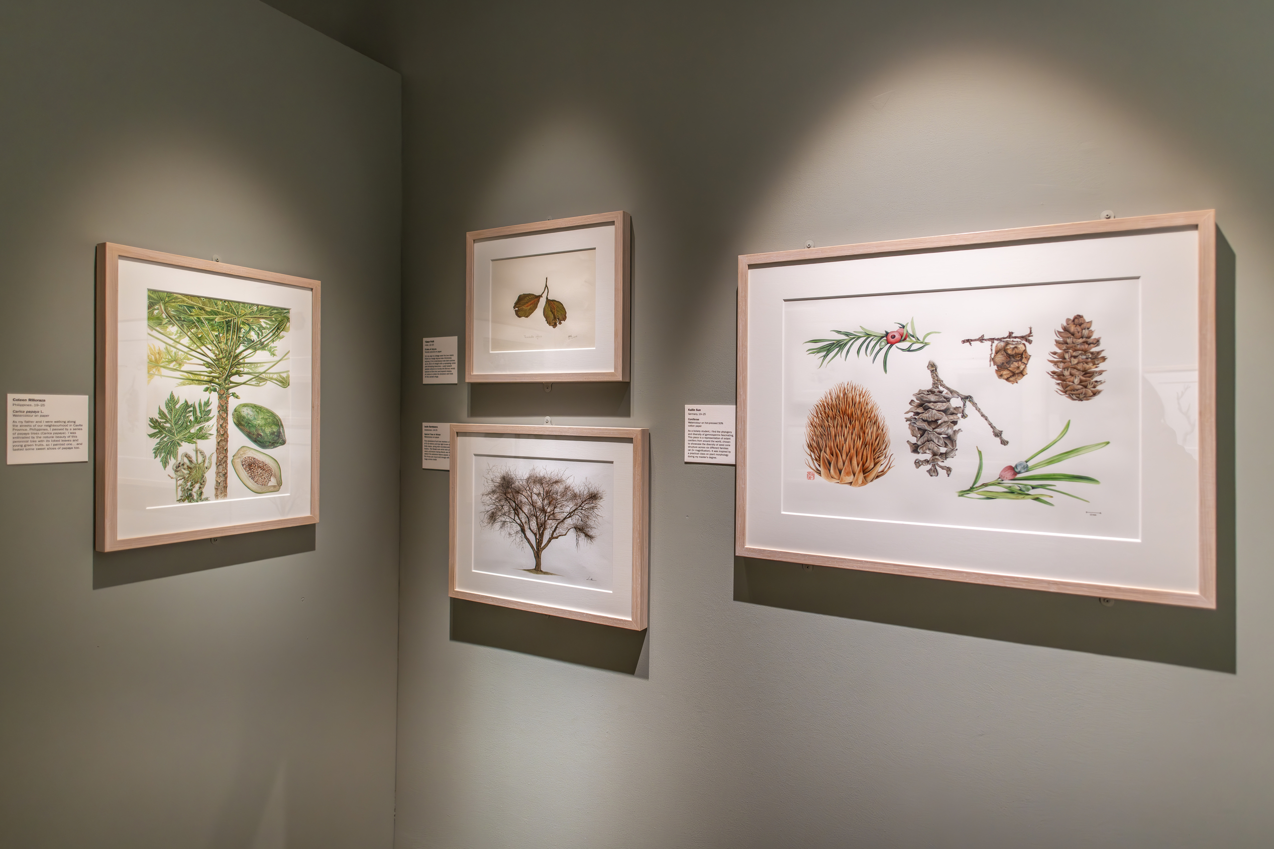 The Young Botanical Artist Competition